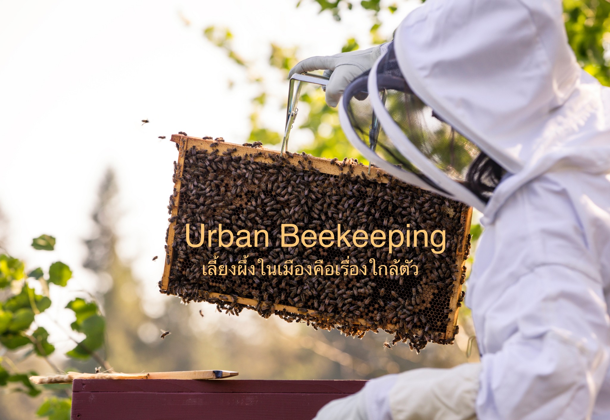 Urban Beekeeping เลี้ยงผึ้งในเมืองคือเรื่องใกล้ตัว - สวนผักคนเมือง